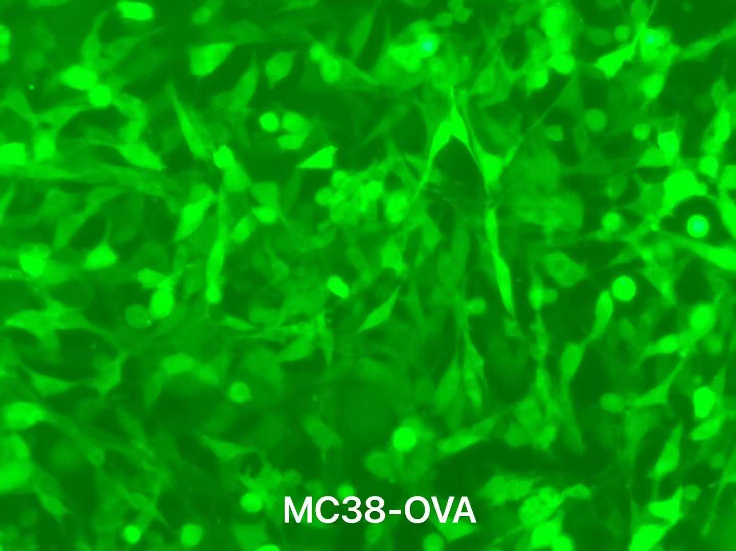 诺安基因 - 专业生物实验试剂供应商